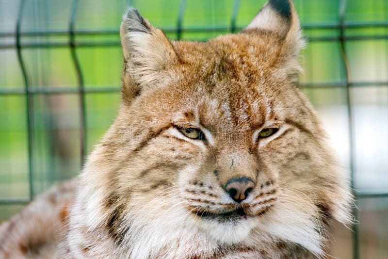 Portrait of the Face of a Beautiful Wild Cat in the Zoo Aviary Stock ...