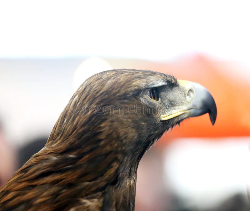 Portrait Face of a Beautiful Young Predator Eagle Stock Photo - Image ...