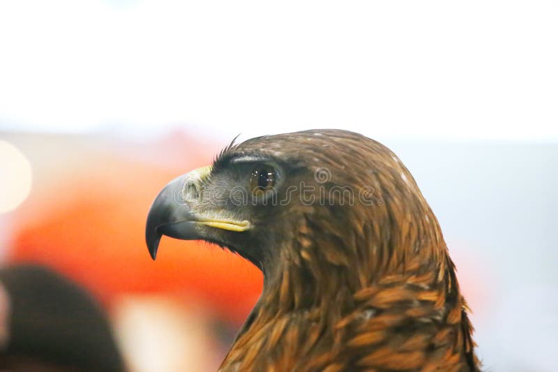 Portrait Face of a Beautiful Young Predator Eagle Stock Photo - Image ...