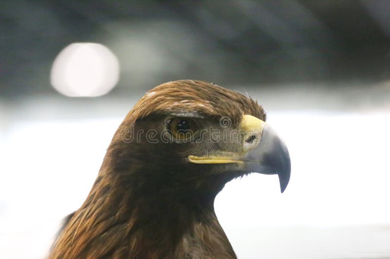 Portrait Face of a Beautiful Young Predator Eagle Stock Image - Image ...