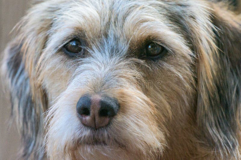Portrait of the Face of a Dog Stock Image - Image of small, animal ...
