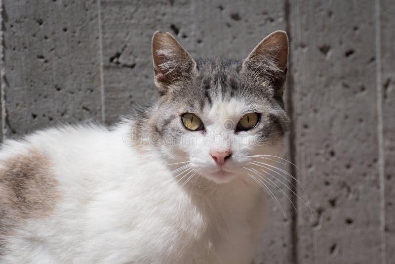 Portrait of the Face of a Stray Cat Stock Photo - Image of domestic ...