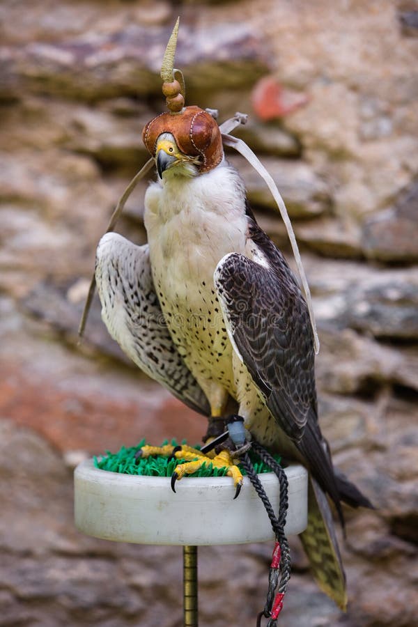 Portrait of a falcon stock photo. Image of head, feather - 28726992