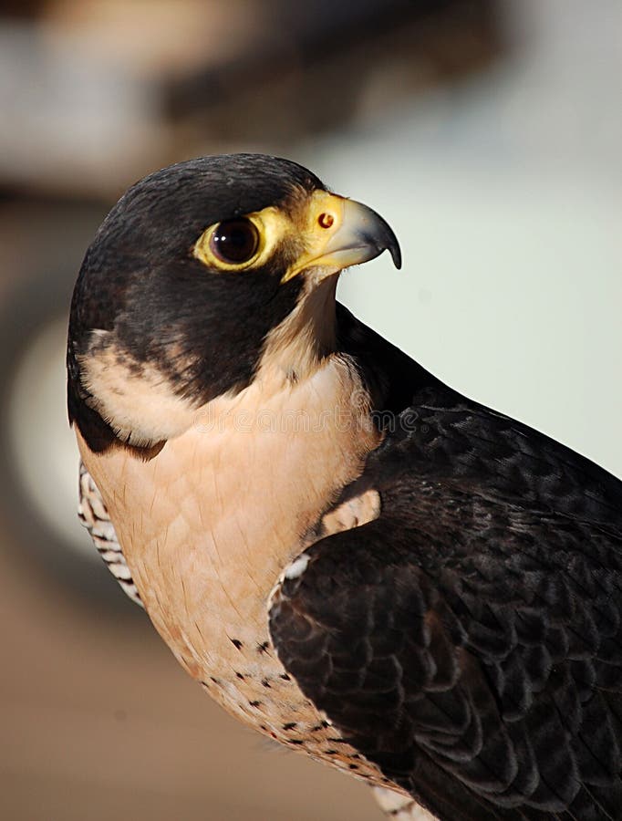 Portrait of a falcon bird. stock image. Image of portrait - 256646739