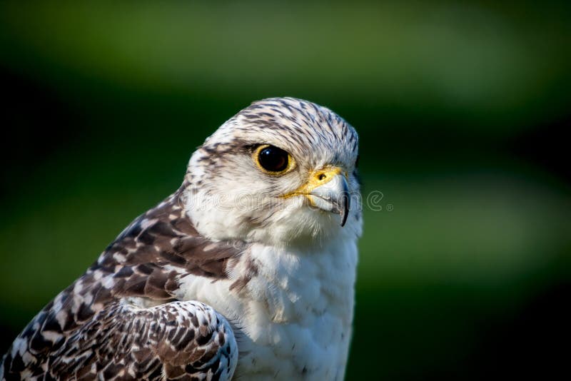 Face Falcon Stock Photos - Download 2,387 Royalty Free Photos