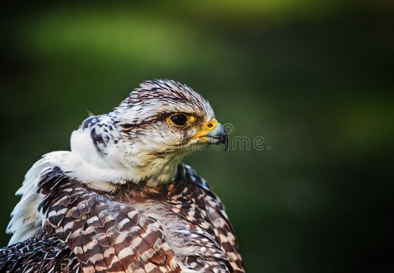 Portrait of the falcon stock image. Image of fast, population - 59714771