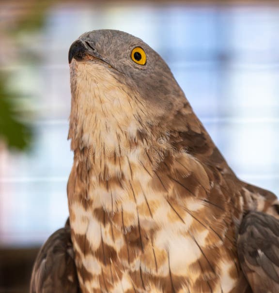 Portrait of a Falcon in the Zoo Stock Image - Image of eagle, falcon ...
