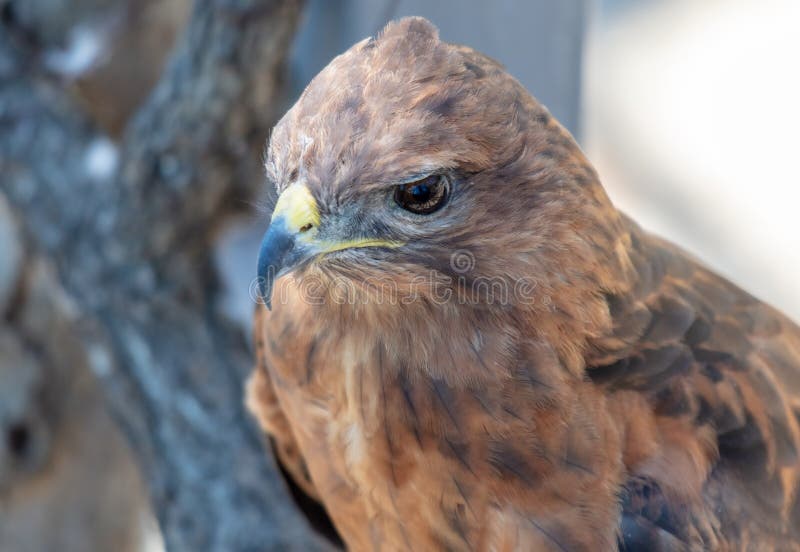 Portrait of a Falcon in the Zoo Stock Photo - Image of natural ...