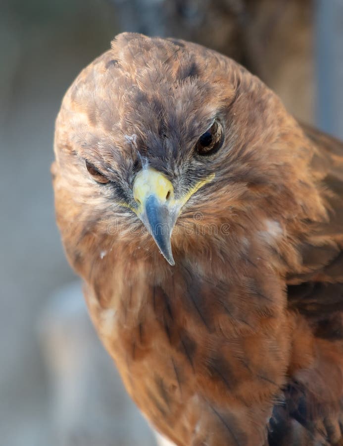 Portrait of a Falcon in the Zoo Stock Photo - Image of animal, falcon ...