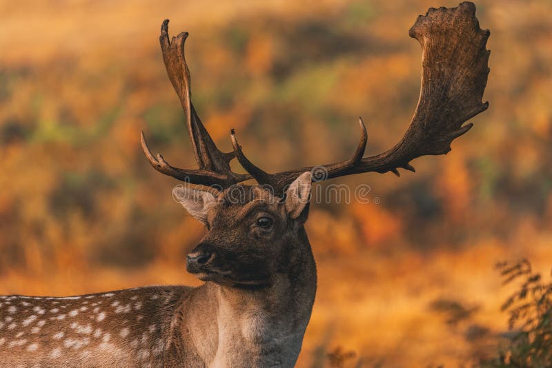 Portrait of a Fallow Deer Stag with Large Antlers with Blurred Sunset ...