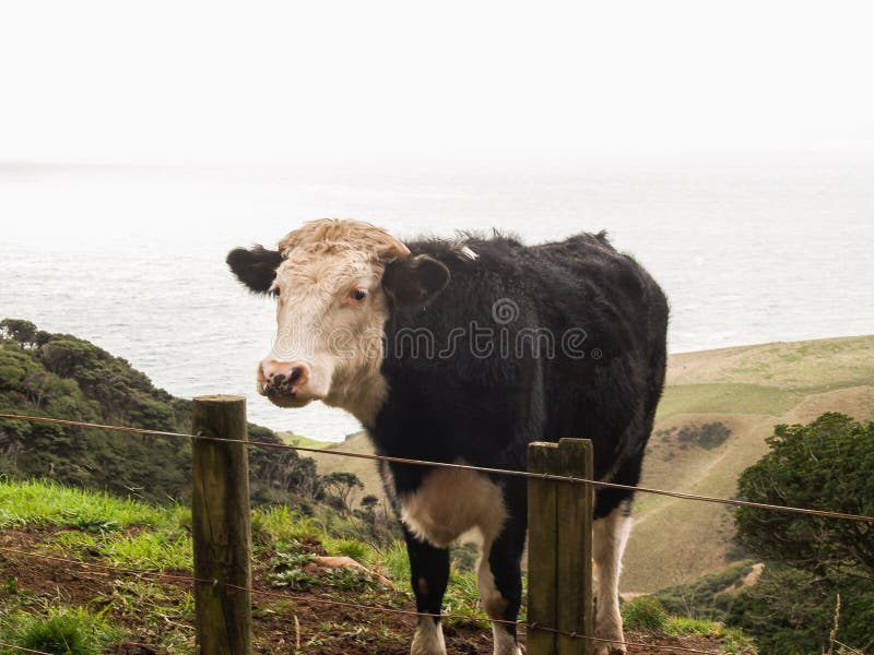 Portrait of a farm animal stock photo. Image of land - 254581204