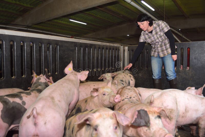 Portrait of a Farm Woman on a Pig Farm Stock Photo - Image of feeding ...