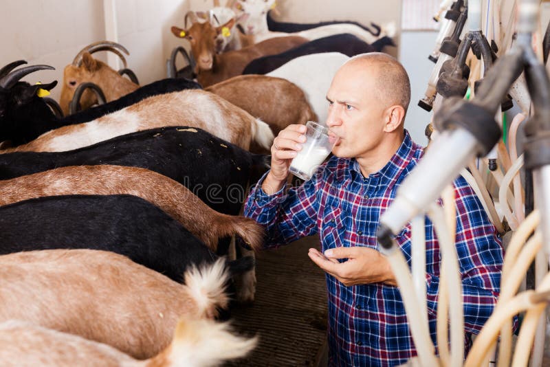 Farmer Testing Fresh Goat Milk Stock Photo - Image of business, grower ...