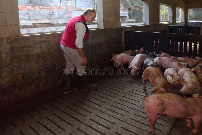 Portrait of a Farmer on a Pig Farm Stock Photo - Image of care, inside ...