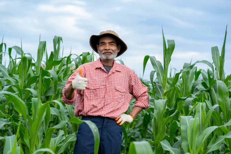 Portrait of Farmer Standing in Corn Field. Stock Image - Image of ...
