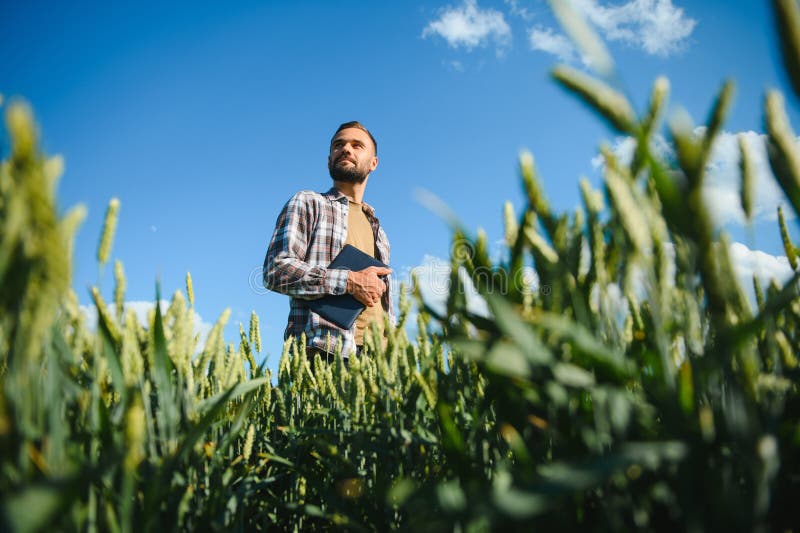 Portrait of Farmer Standing in Wheat Field Stock Image - Image of ...