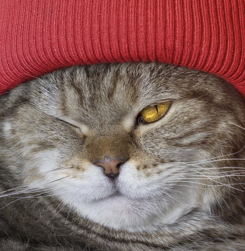 196 Fat Cat Hat Stock Photos - Free & Royalty-Free Stock Photos from ...