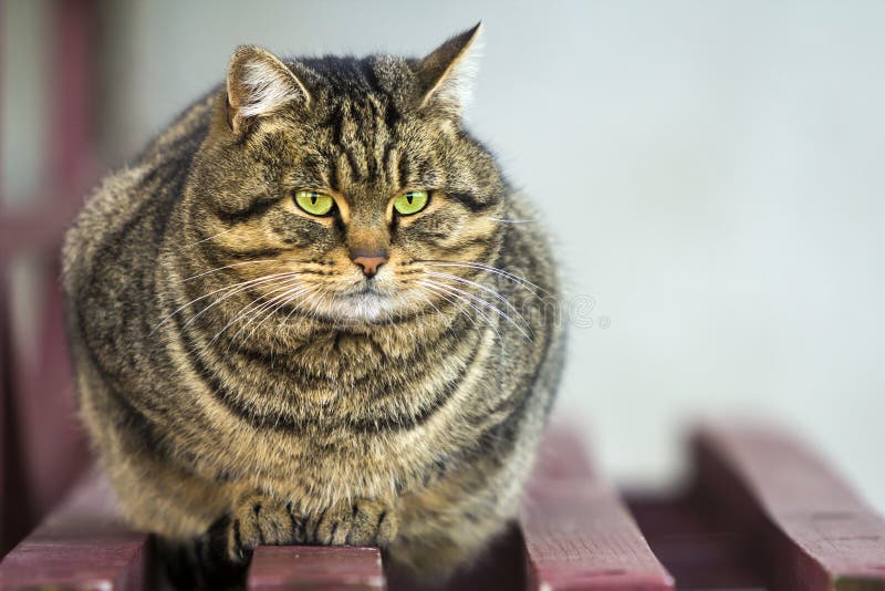 Portrait of a Fat Striped Cat with Green Eyes Stock Image - Image of ...