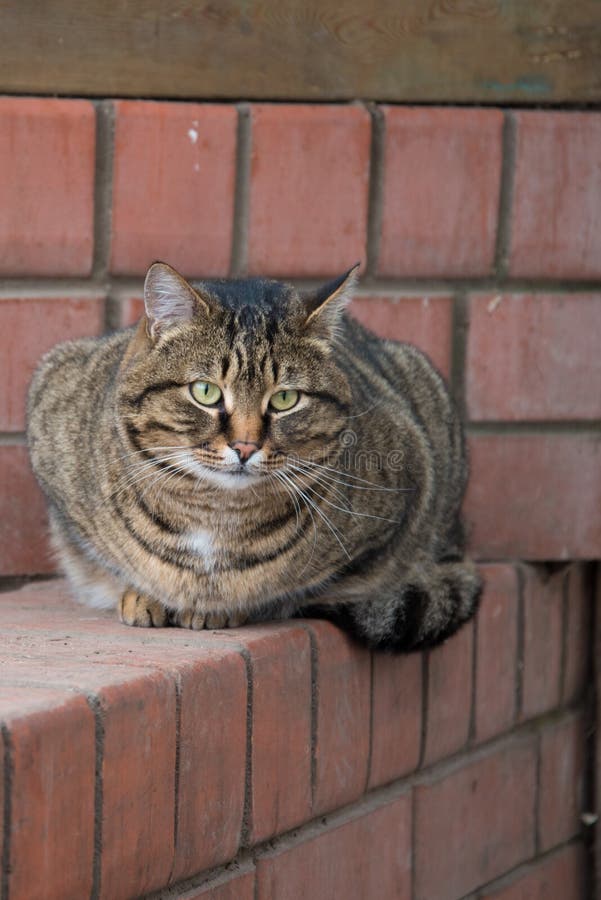 Portrait of a Fat Tabby Cat. the Animal Sits and Looks at the Camera ...