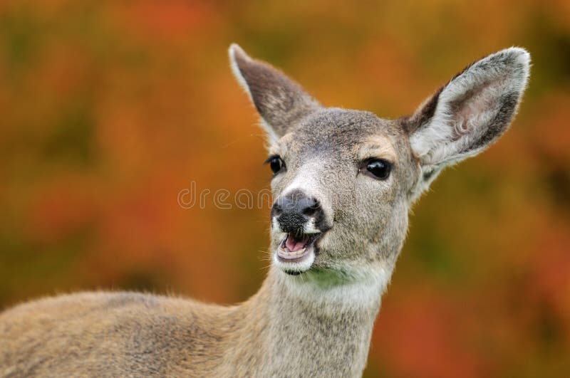 Portrait of Fawn and Fall Color Stock Photo - Image of tree, wildlife ...