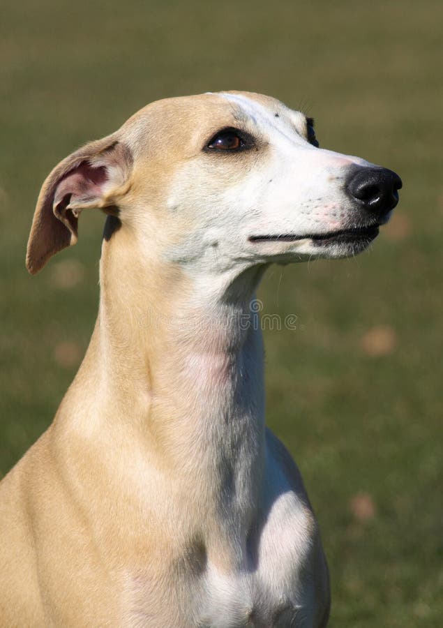 Portrait of Fawn Whippet Head Stock Image - Image of breed, head: 183395695