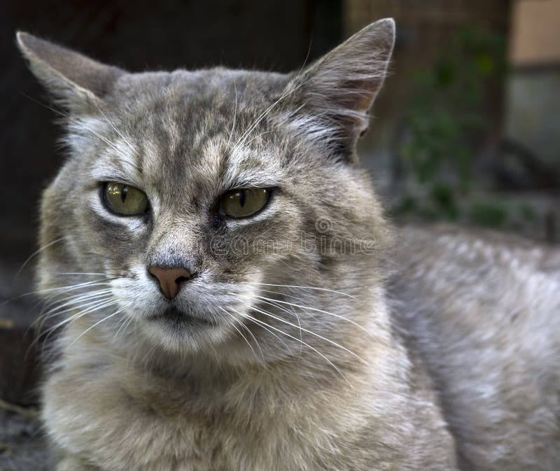 Portrait of Fearsome Highbred Cat Stock Image - Image of animal, people ...