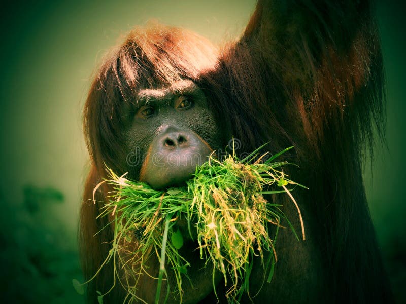 Portrait of a Feeding Monkey Stock Image - Image of hlavne, germany ...