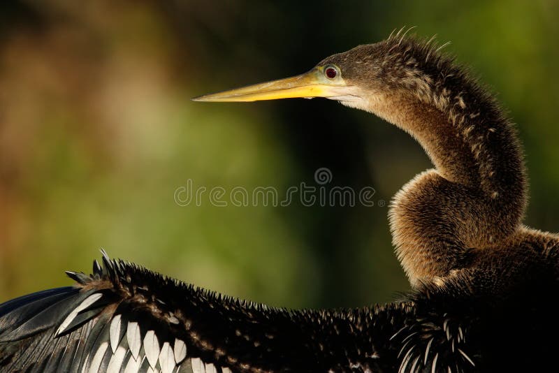 Portrait of female Anhinga stock image. Image of florida - 50387687