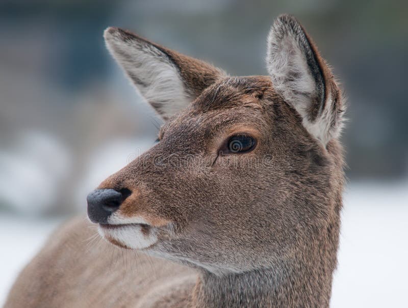 Portrait of a female deer stock photo. Image of natural - 29510128