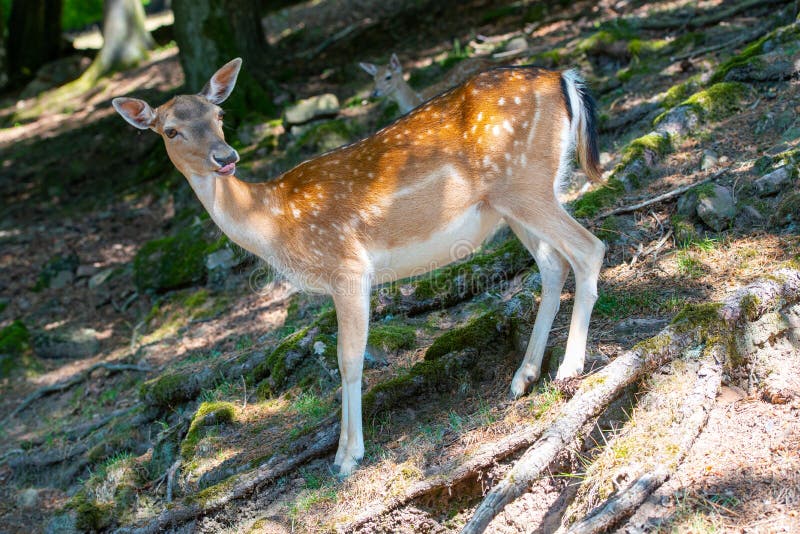Portrait of female deer stock image. Image of hind, deer - 125136471