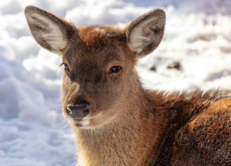 Portrait of a Female Deer Outdoors in Winter Stock Image - Image of ...