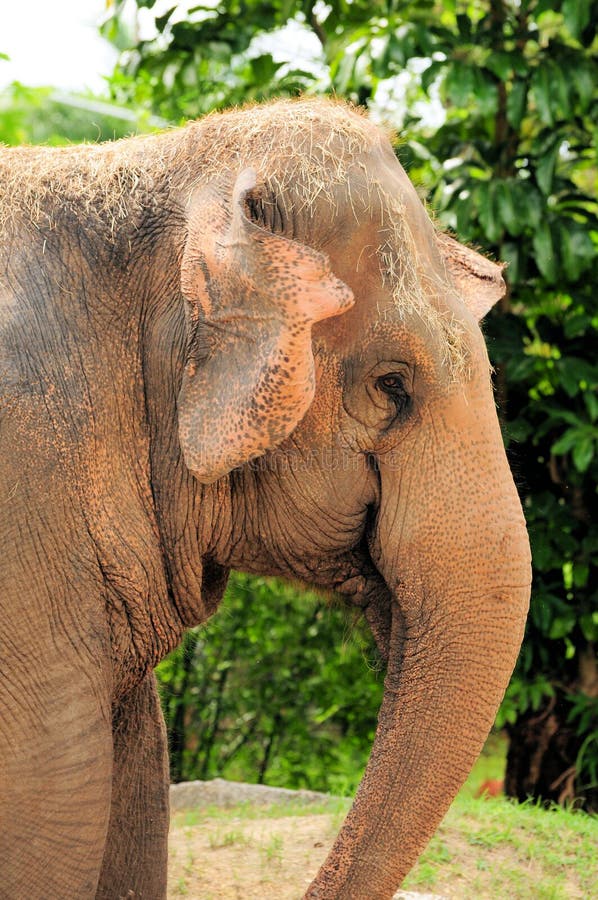 Portrait of Female Asian Elephant Ear Flapping Stock Image - Image of ...