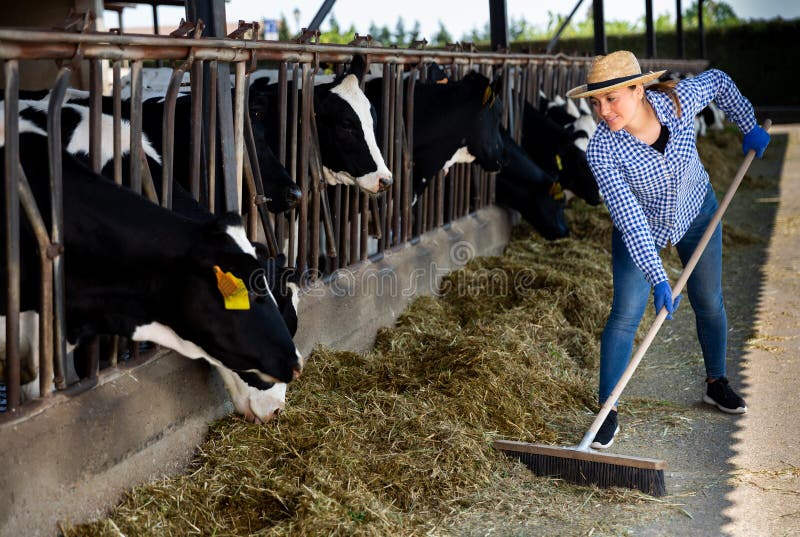 Portrait of Female Employee Working in Cowshed on Farm Stock Photo ...