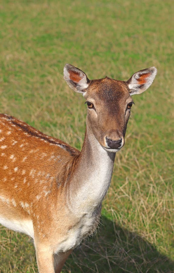 Portrait of a Female Fallow Deer Stock Photo - Image of fallow, close ...