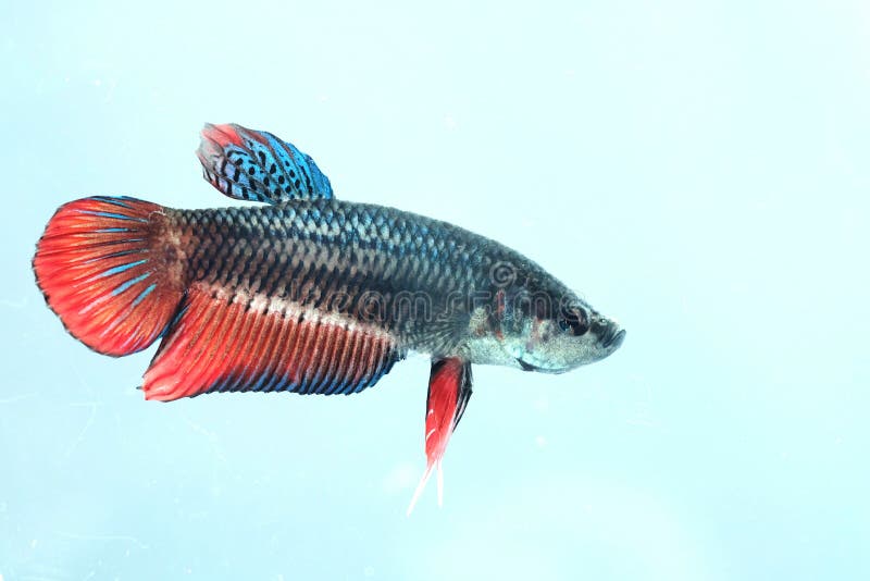 Portrait of a Female Fighting Fish Stock Image - Image of fighting ...
