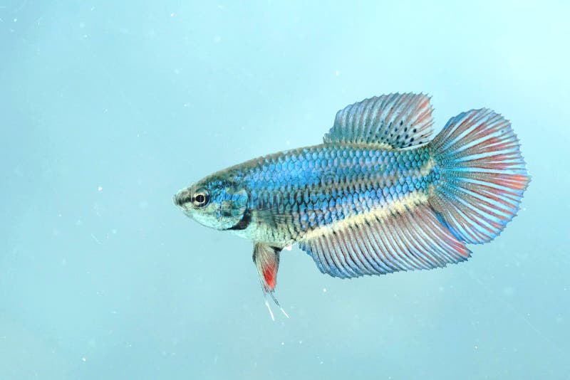 612 Female Betta Fish Photos - Free & Royalty-Free Stock Photos from ...