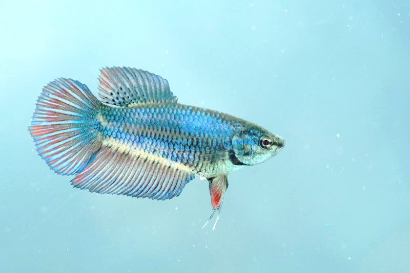 Portrait of a Female Fighting Fish Stock Image - Image of action ...