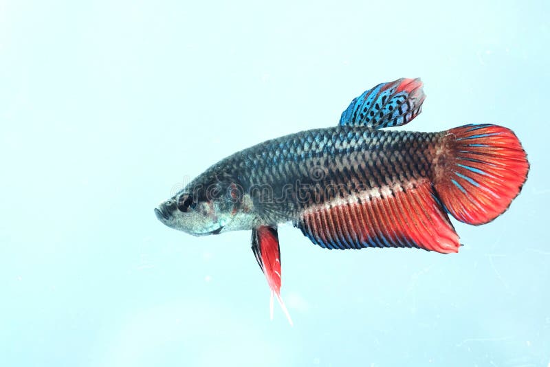 Portrait of a Female Fighting Fish Stock Image - Image of fighting ...