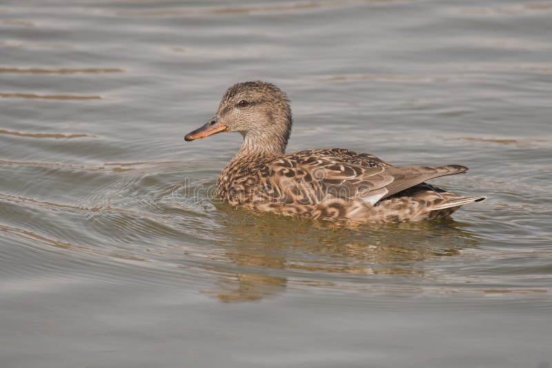 Gadwall portrait stock photo. Image of park, portrait - 30034252