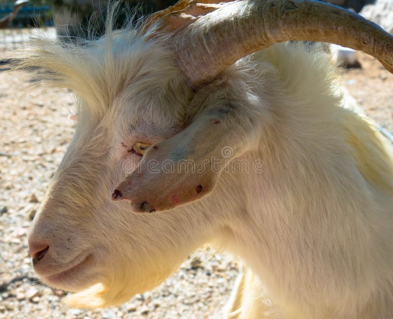 Portrait of a female goat. stock image. Image of head - 259162559
