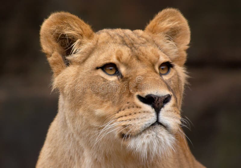 Portrait of a female lion stock image. Image of close - 1476587