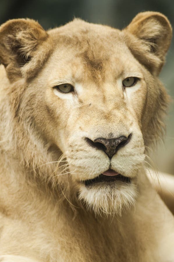 Female lion stock photo. Image of people, close, staring - 30102308