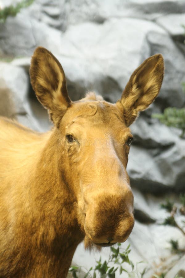 Female Moose Cow Feeding on Grass Alaska Wilderness Stock Photo - Image ...