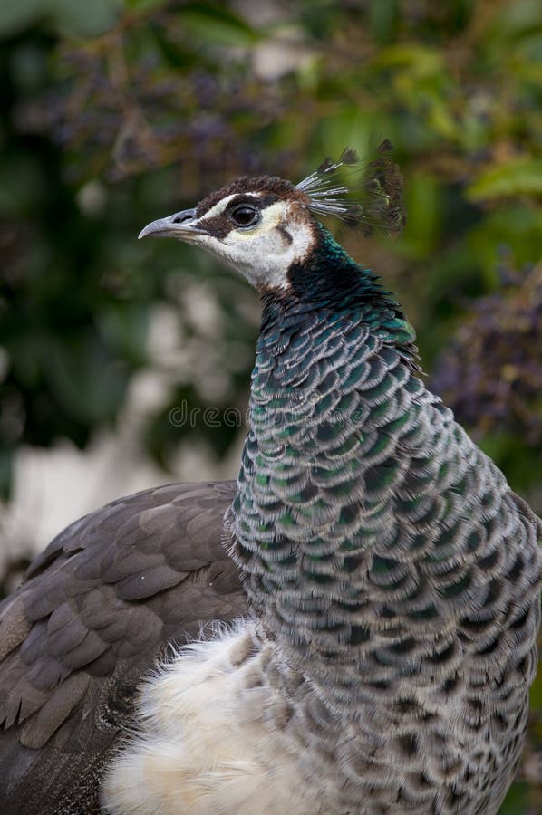Portrait of a Female Peacock Stock Photo - Image of people, colorful ...