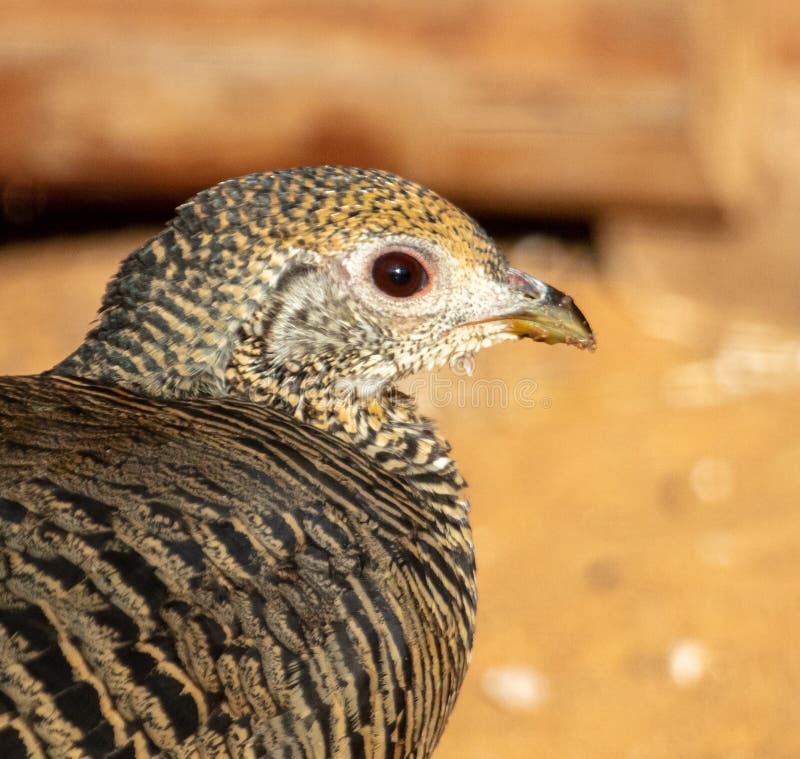 Portrait of a Female Pheasant. Stock Photo - Image of bird, wild: 235223896