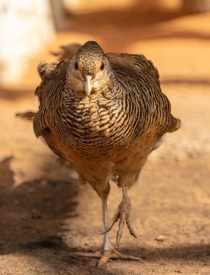 Portrait of a Female Pheasant in a Zoo Stock Photo - Image of closeup ...