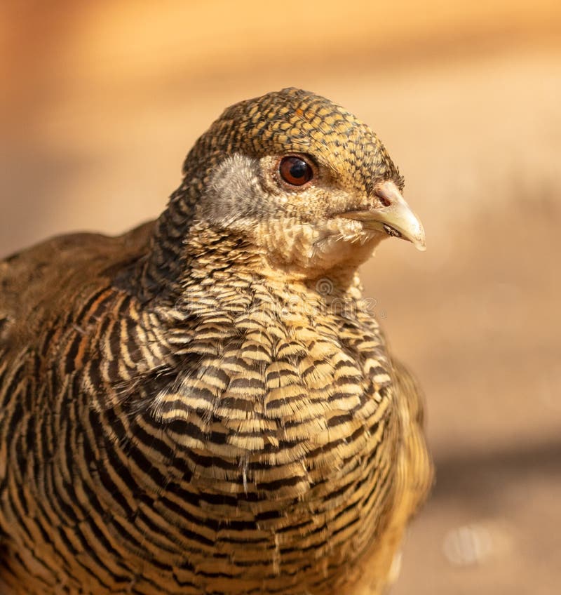 Portrait of a Female Pheasant in a Zoo Stock Image - Image of wildlife ...