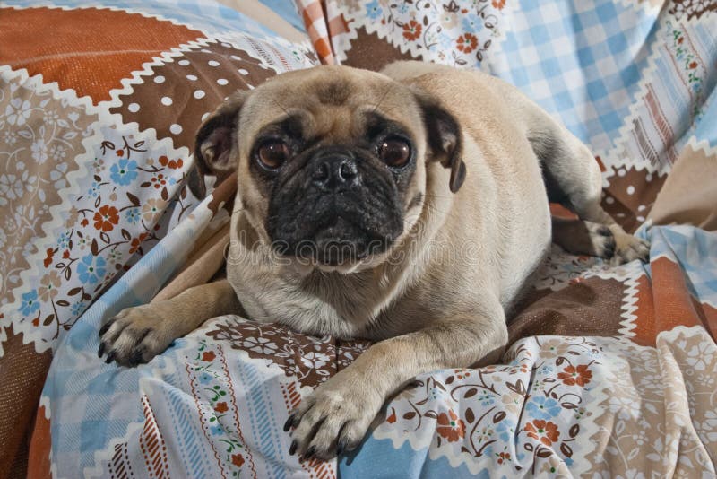 Portrait of Female Pug Dog stock photo. Image of breed - 8607928