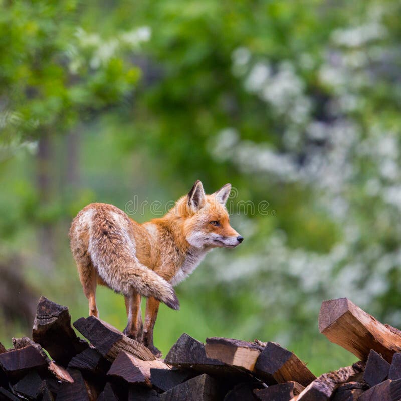 Portrait Female Red Fox Vulpes on Wood Stack Stock Photo - Image of ...