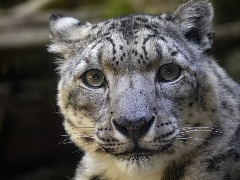 Female Snow Leopard, Panthera Uncia Resting in the Branches Stock Image ...